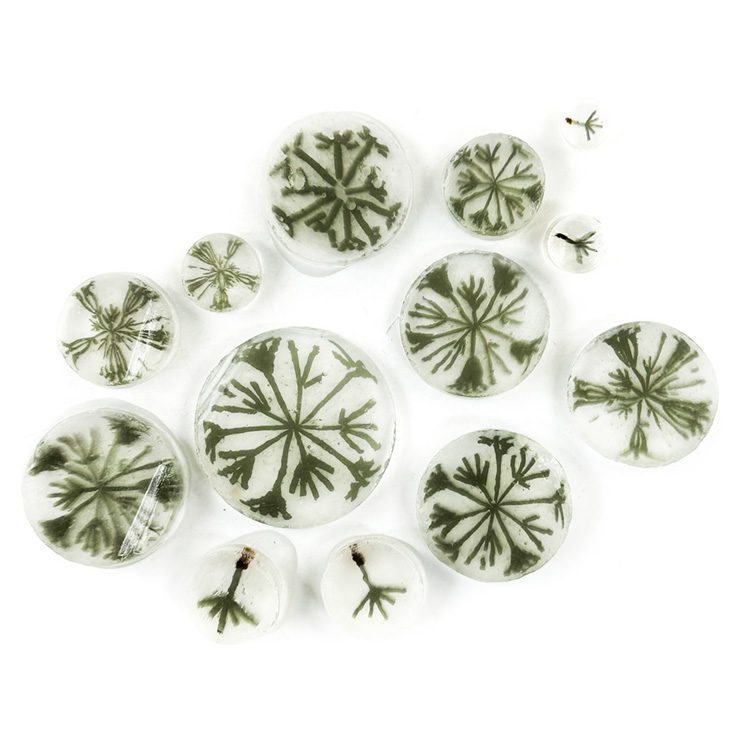 Murrine - Mixed Size - Dandelion - 90COE | Buy Online | Tabitha's Glass ...
